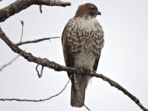 Red Tailed Hawk Colorado – Urban Bird Walk