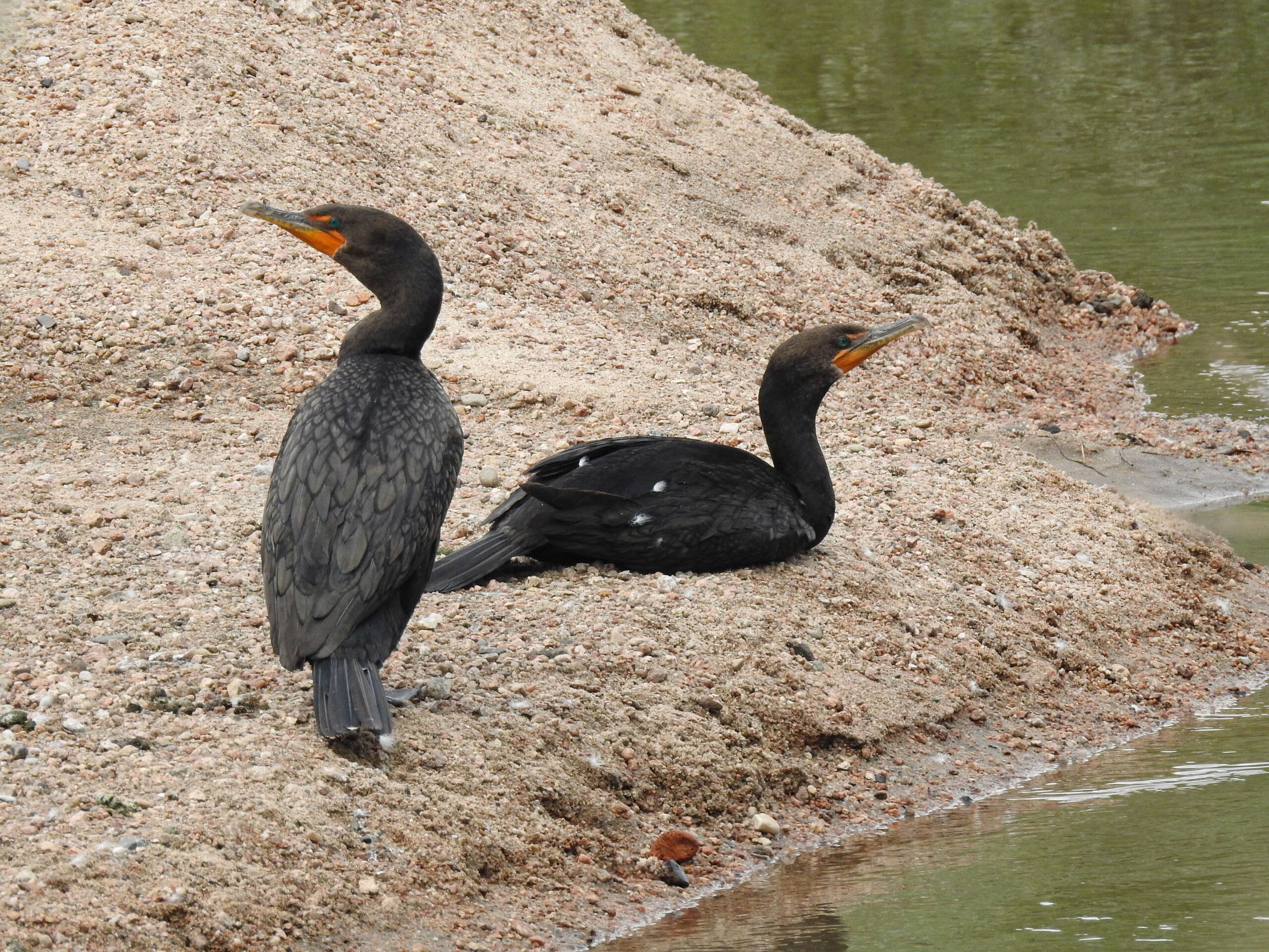 cormorant – Urban Bird Walk